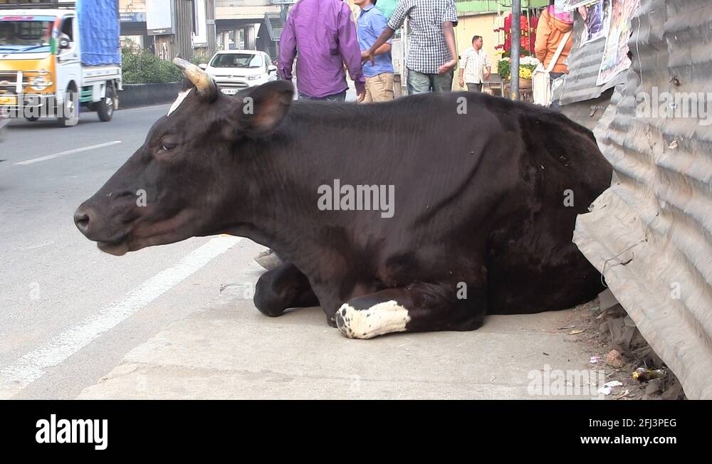 Cow in india traffic Stock Videos & Footage - HD and 4K Video Clips - Alamy