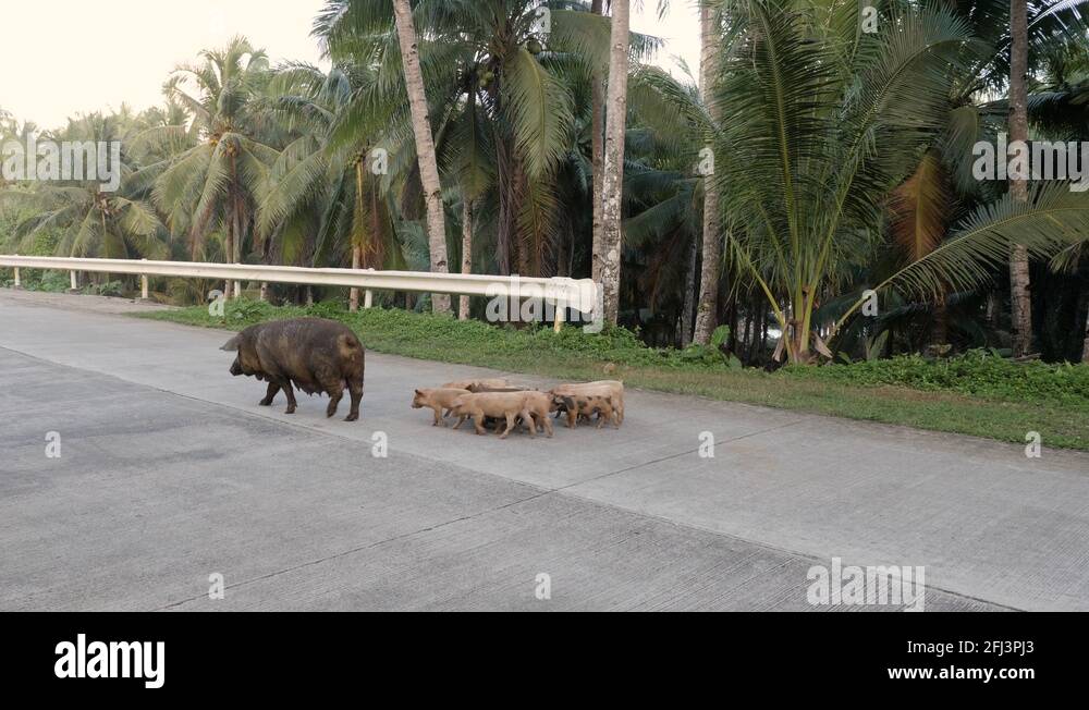 Pig crossing Stock Videos & Footage - HD and 4K Video Clips - Alamy