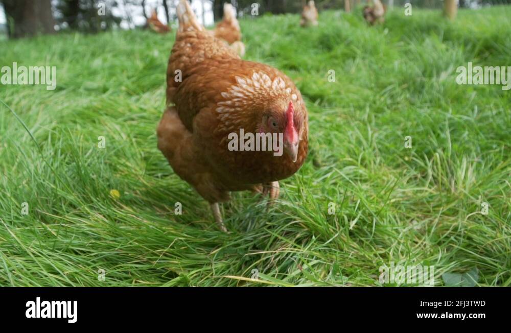 Rhode island red chicken foraging Stock Videos & Footage - HD and 4K ...