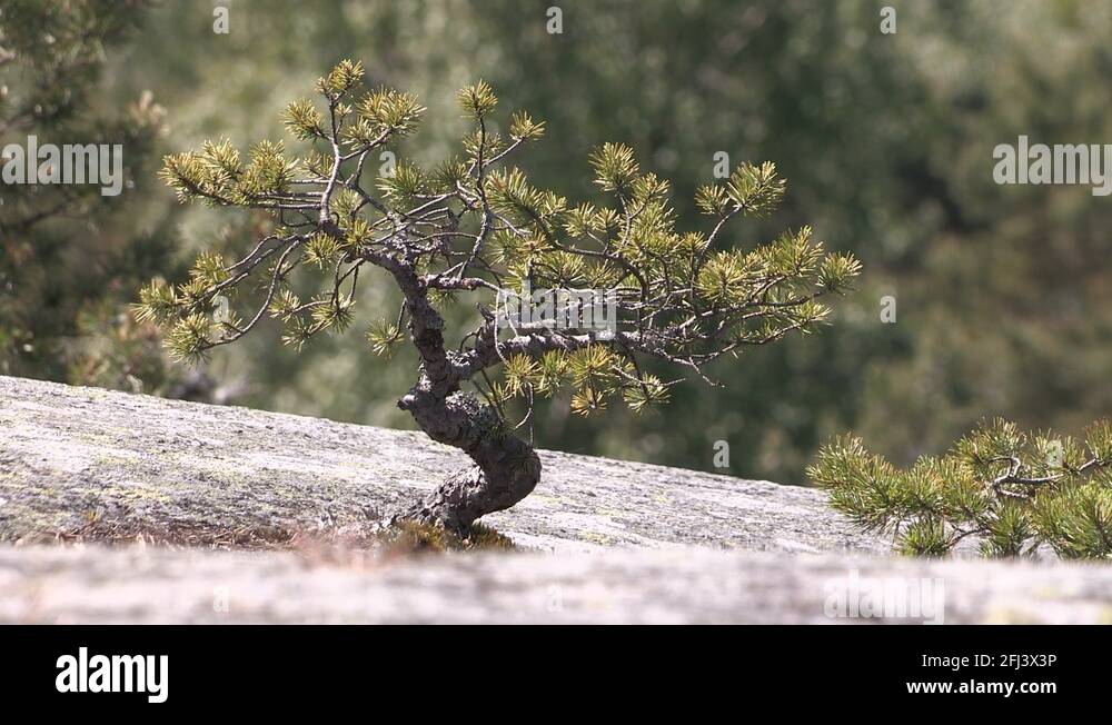 Small growing tree Stock Videos & Footage - HD and 4K Video Clips - Alamy