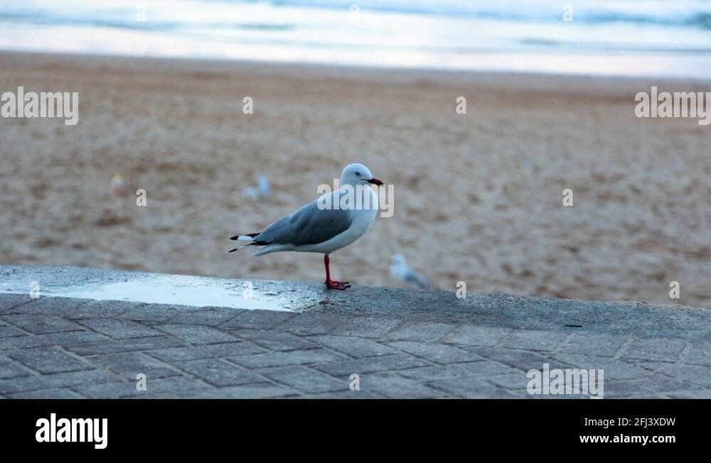 Manly beach animals Stock Videos & Footage - HD and 4K Video Clips - Alamy