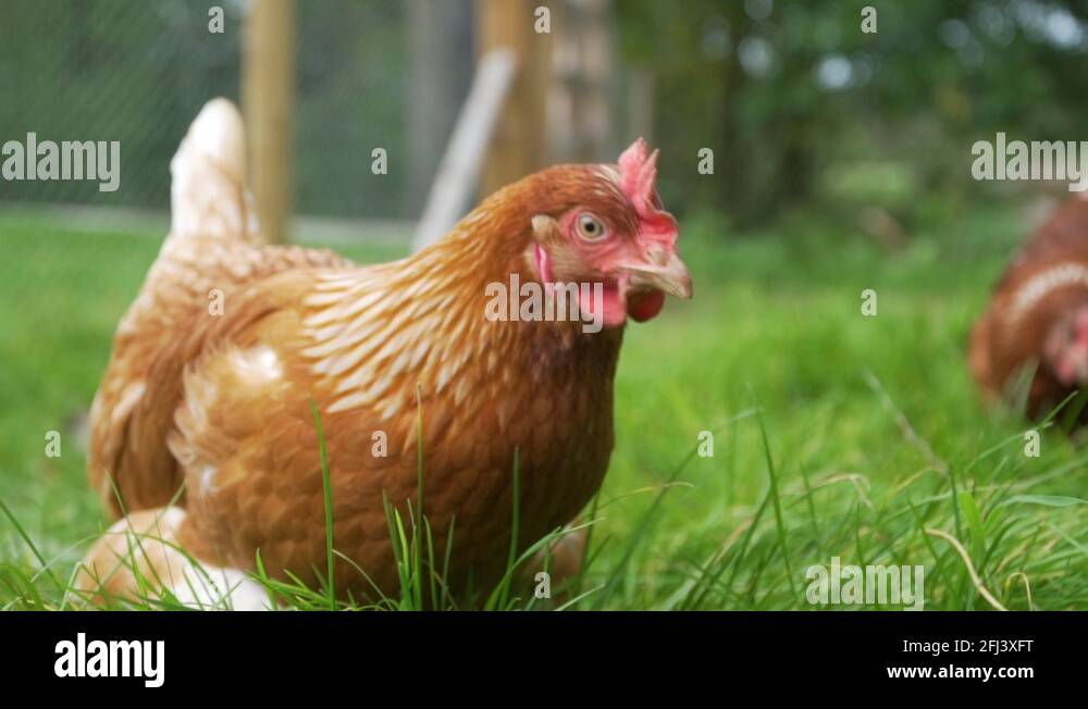 Chicken strut Stock Videos & Footage - HD and 4K Video Clips - Alamy