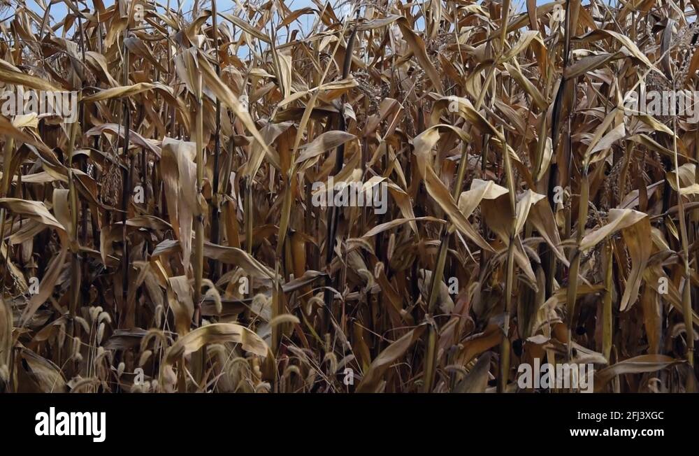 Tilt up of baked, golden corn field in agricultural garden Romania ...