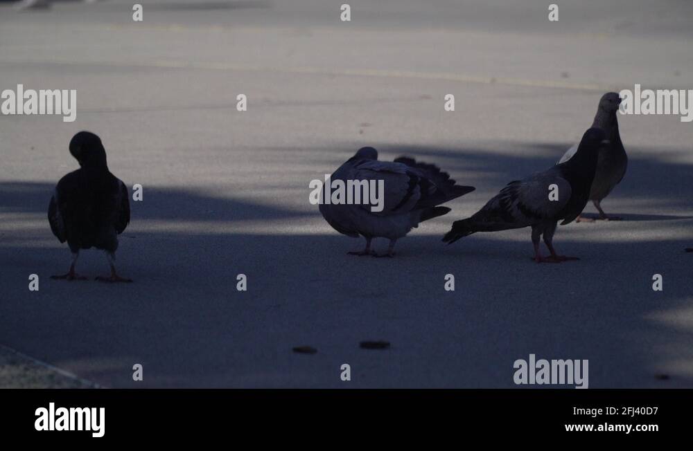 Arrogant bird Stock Videos & Footage - HD and 4K Video Clips - Alamy