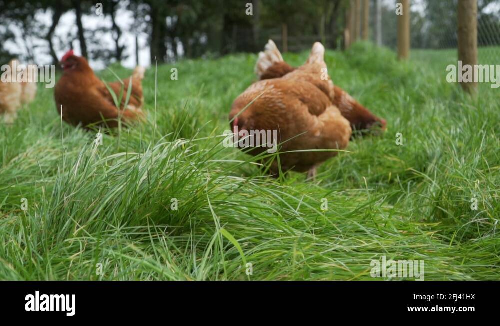 Grass background chickens Stock Videos & Footage - HD and 4K Video ...