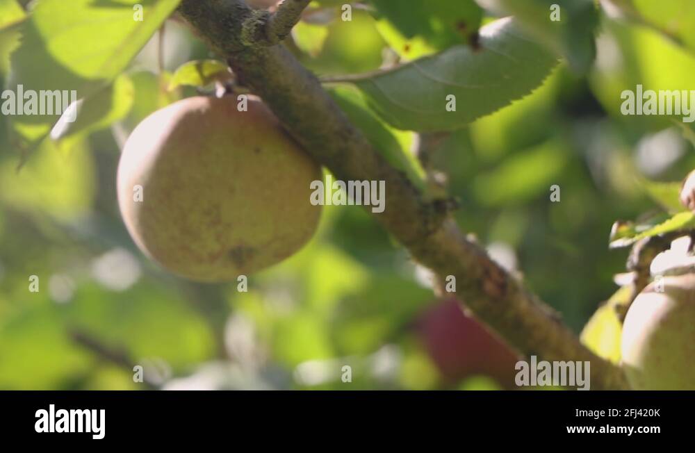 Ripe garden Stock Videos & Footage - HD and 4K Video Clips - Alamy