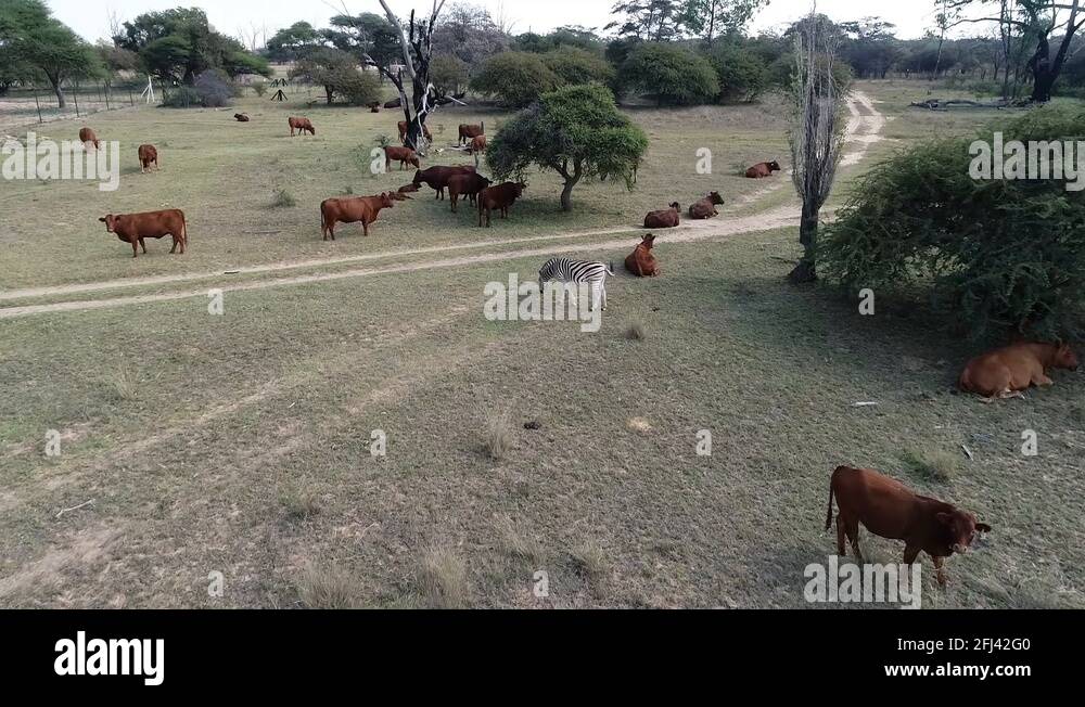 Zebra and cattle Stock Videos & Footage - HD and 4K Video Clips - Alamy