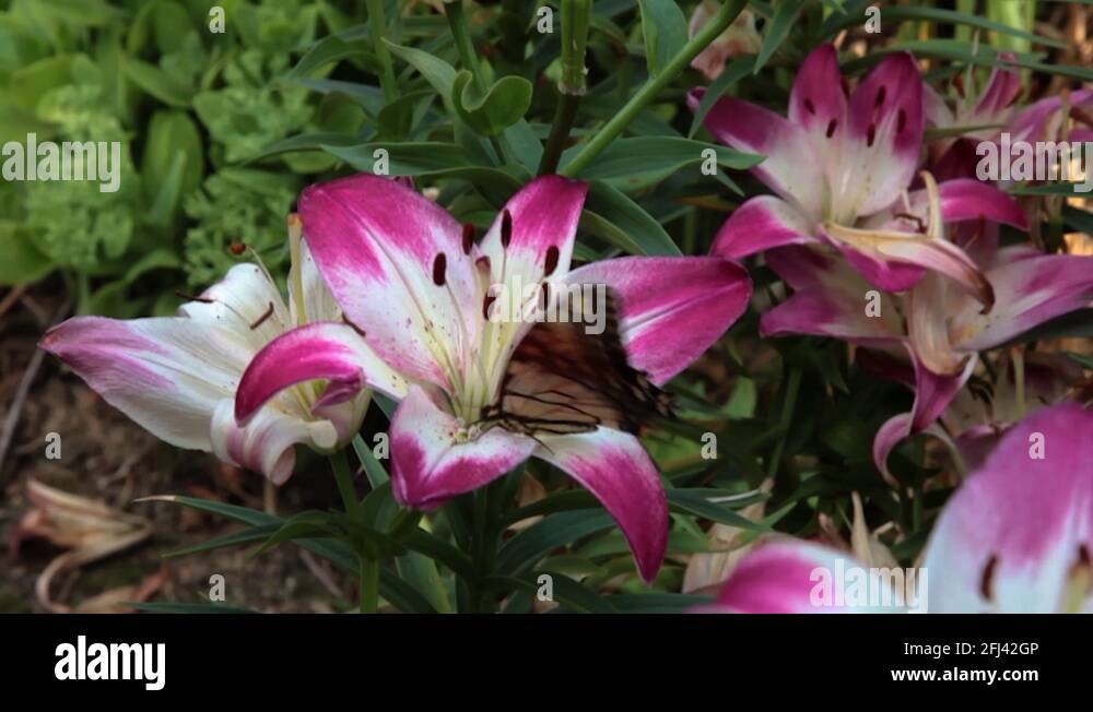 Butterfly lily Stock Videos & Footage - HD and 4K Video Clips - Alamy