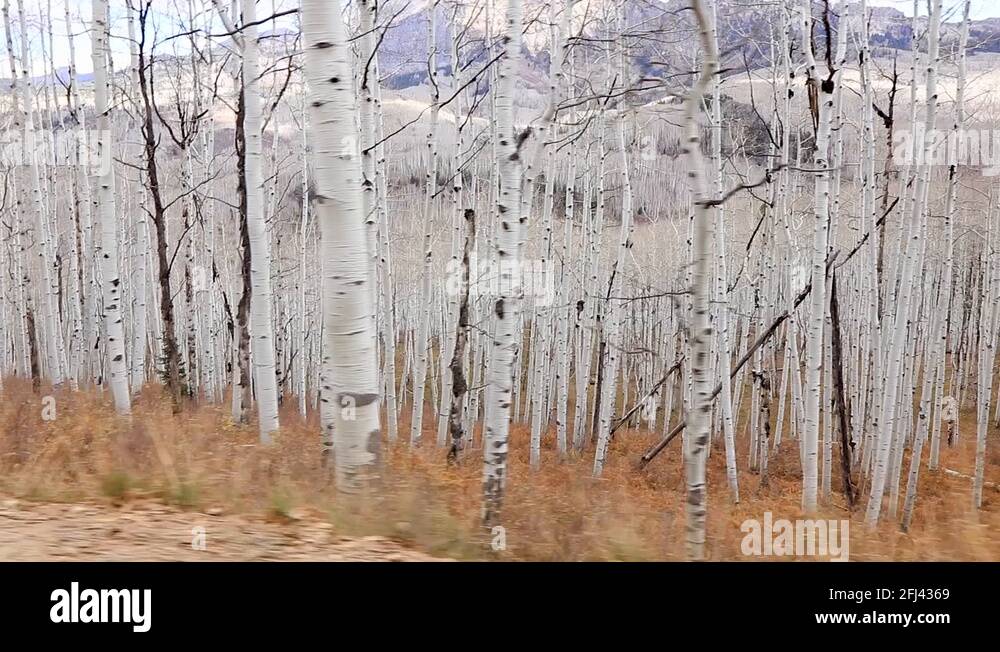 Aspen colony Stock Videos & Footage - HD and 4K Video Clips - Alamy