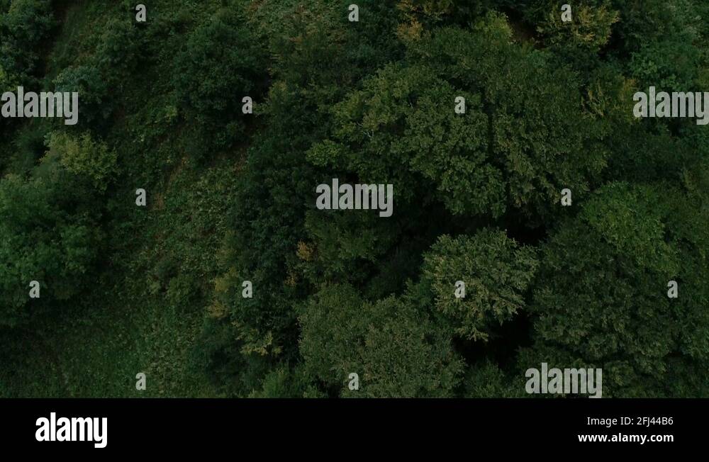 Hedge oak trees Stock Videos & Footage - HD and 4K Video Clips - Alamy