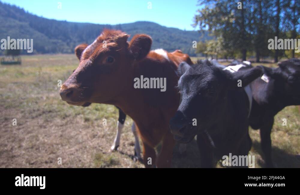 Holstein horse Stock Videos & Footage - HD and 4K Video Clips - Alamy