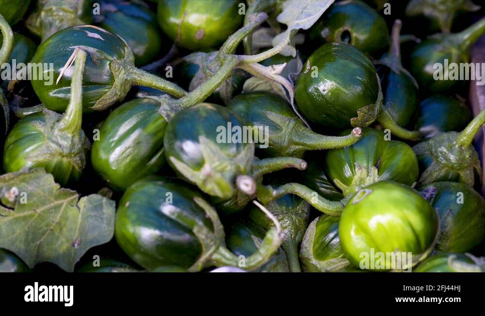 Solanum gilo, Scarlet eggplant, for sale at the free market, panoramic ...