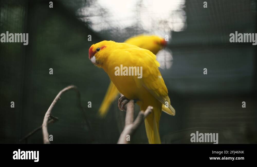 Bird exploring the Stock Videos & Footage - HD and 4K Video Clips - Alamy