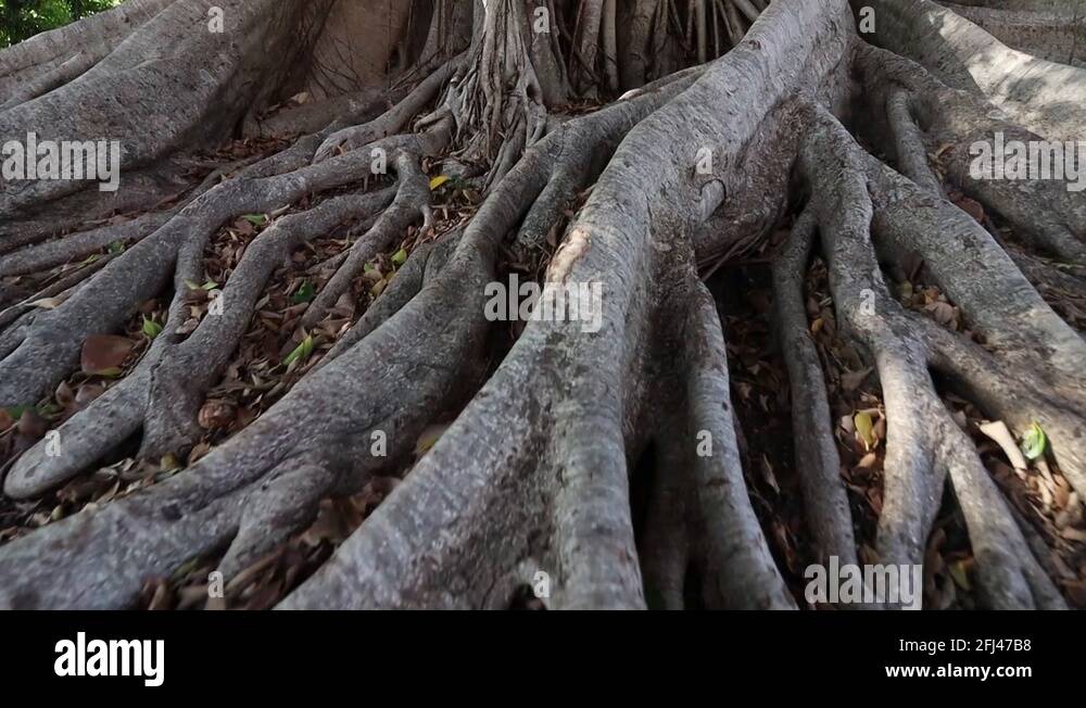 Tree with roots Stock Videos & Footage - HD and 4K Video Clips - Alamy