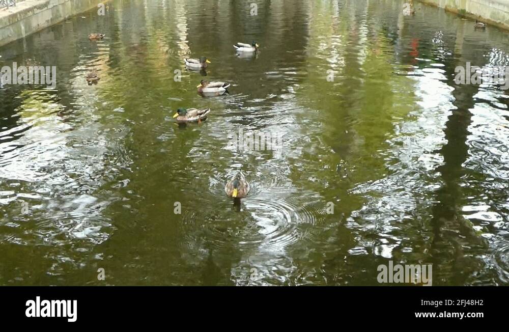 Medici fountain luxembourg gardens Stock Videos & Footage - HD and 4K ...