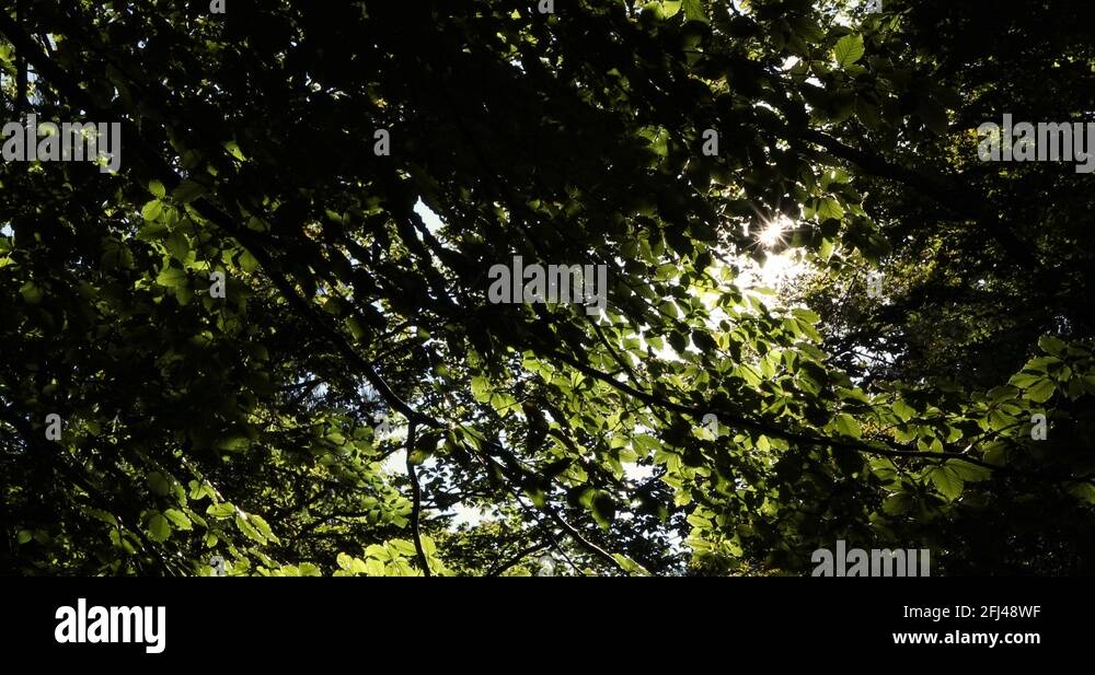 Magic leaves Stock Videos & Footage - HD and 4K Video Clips - Alamy