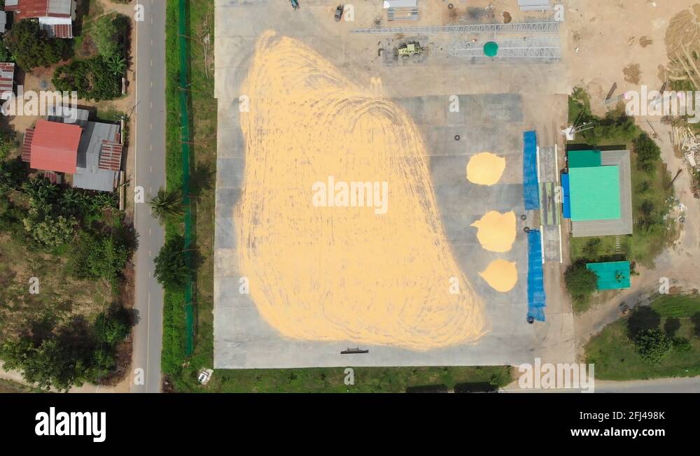 Rice drying and rice paddy Stock Videos & Footage - HD and 4K Video ...