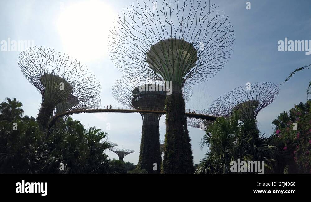 Super tree Stock Videos & Footage - HD and 4K Video Clips - Alamy