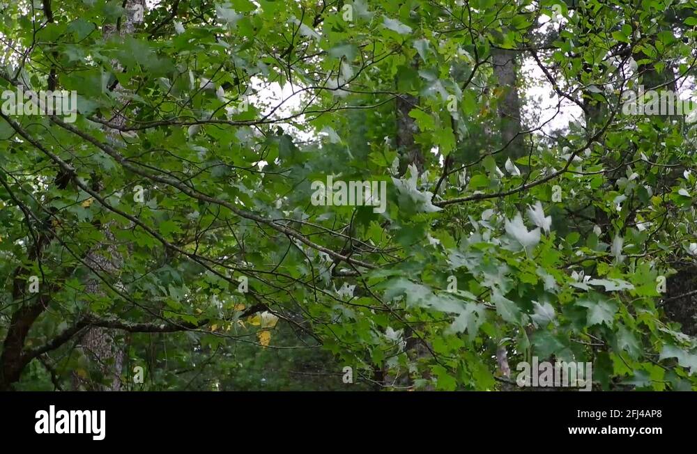 Breezy Stock Videos & Footage - HD and 4K Video Clips - Alamy