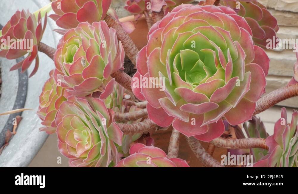 Rosette pattern Stock Videos & Footage - HD and 4K Video Clips - Alamy