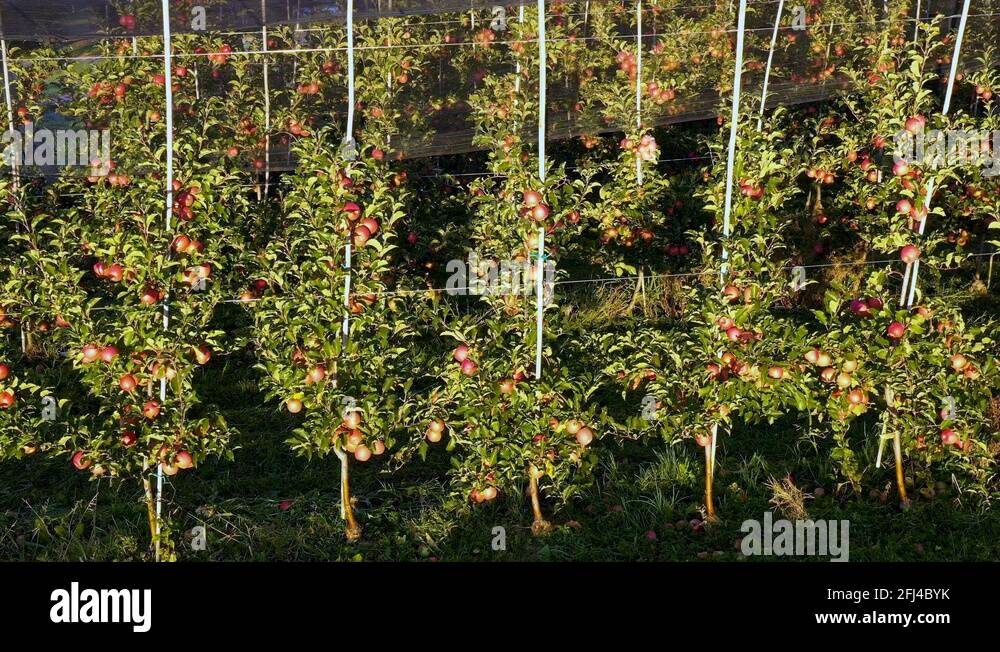 Apple plantation, orchard with anti hail net for protection, pan shot ...