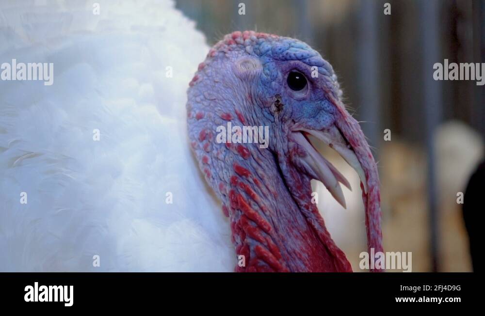 Turkey snood Stock Videos & Footage - HD and 4K Video Clips - Alamy