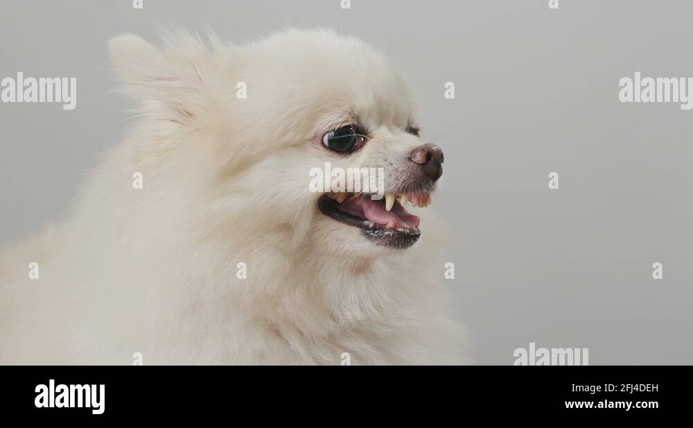 Cute pomeranian dog get angry Stock Video Footage - Alamy