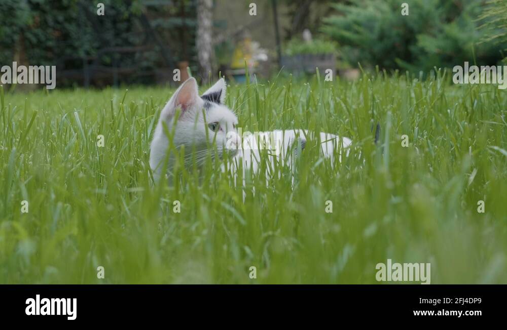 Domestic cat stalking prey Stock Videos & Footage - HD and 4K Video ...