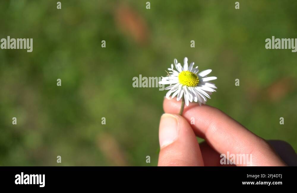 Daisy in hand Stock Videos & Footage - HD and 4K Video Clips - Alamy