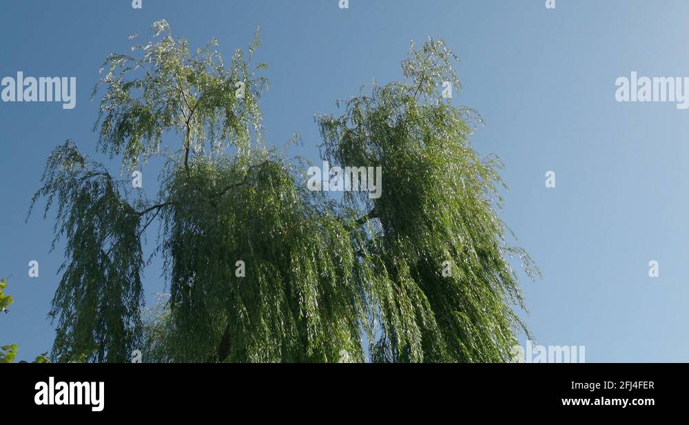 Willow tree top Stock Videos & Footage - HD and 4K Video Clips - Alamy
