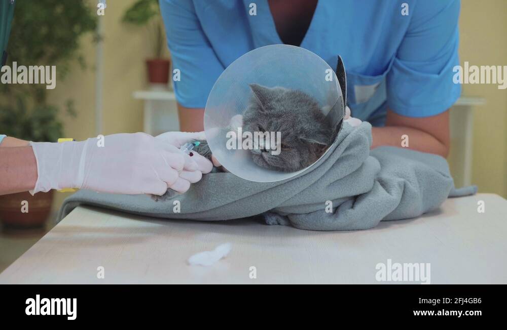 Veterinarian takes a blood from cat paw for test at veterinary clinic ...