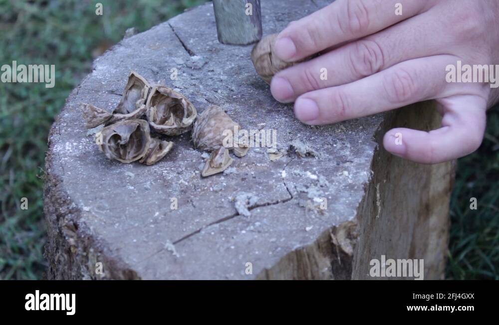 Cracking nuts Stock Videos & Footage - HD and 4K Video Clips - Alamy