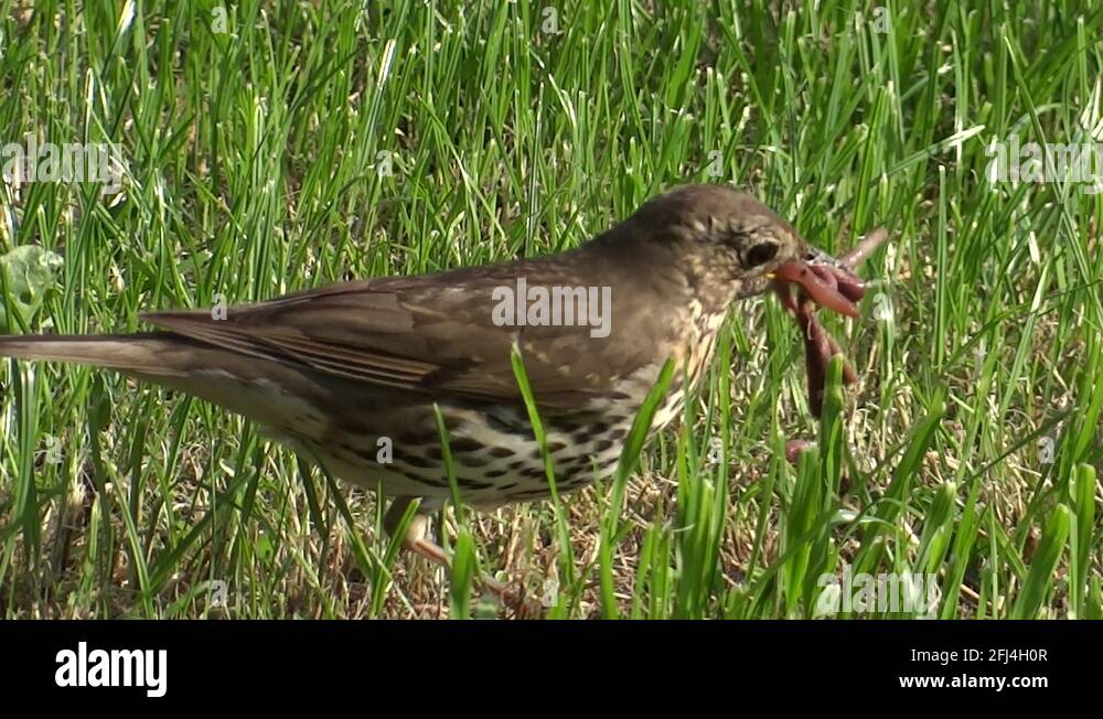 Bird eating worms Stock Videos & Footage - HD and 4K Video Clips - Alamy