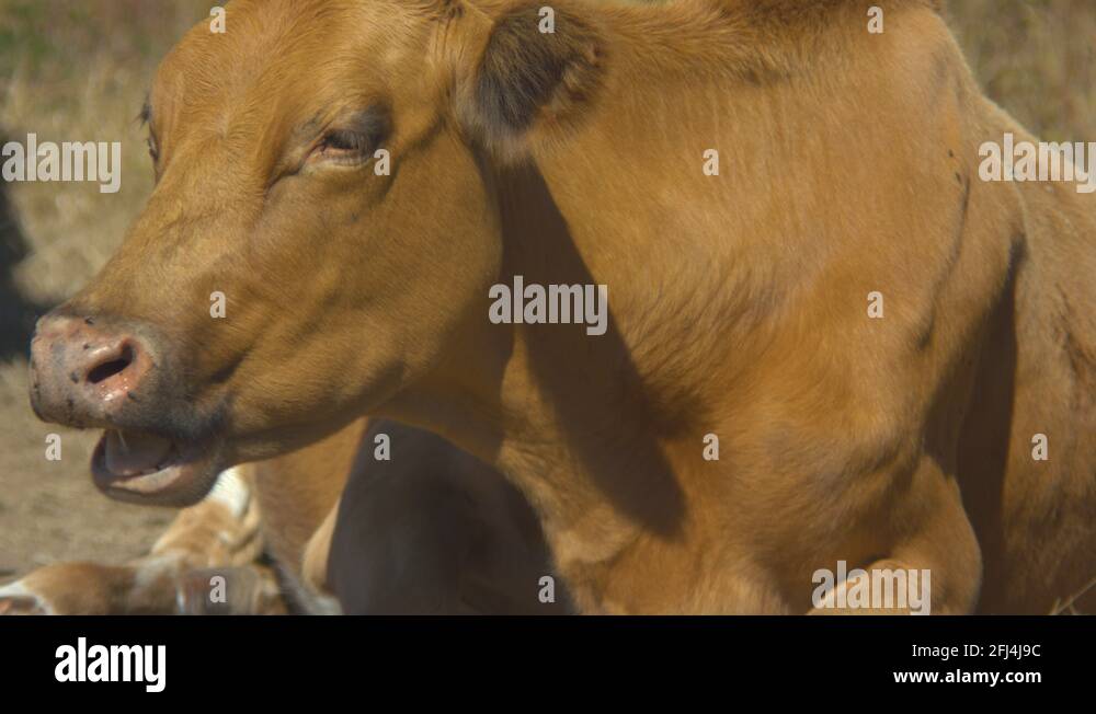 Dairy cow chewing cud Stock Videos & Footage - HD and 4K Video Clips ...