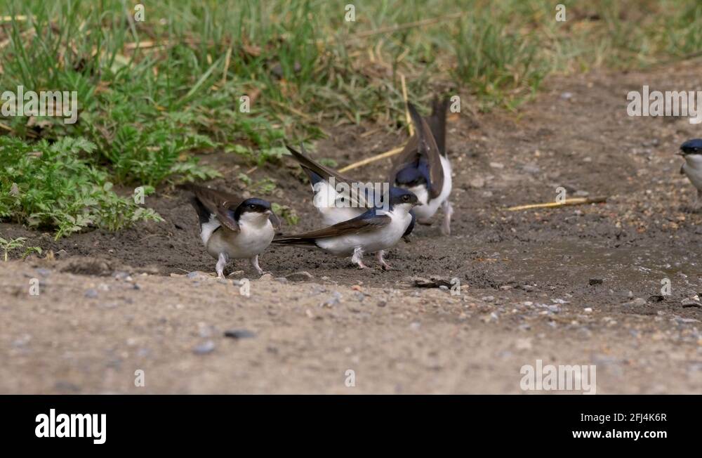 Common house martin mud Stock Videos & Footage - HD and 4K Video Clips ...