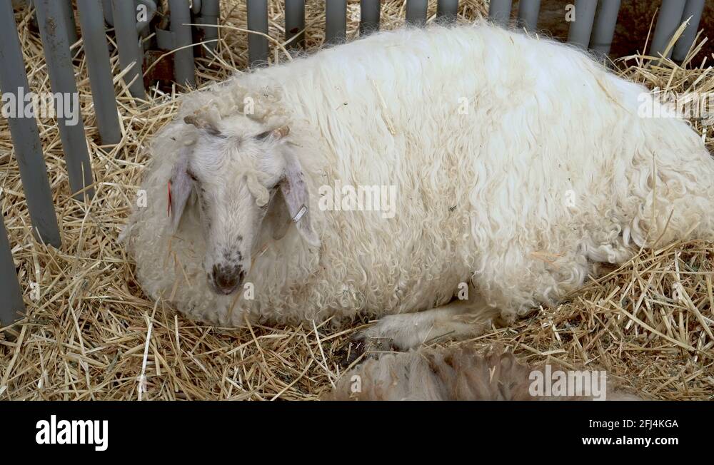 Sheep wool curly Stock Videos & Footage - HD and 4K Video Clips - Alamy