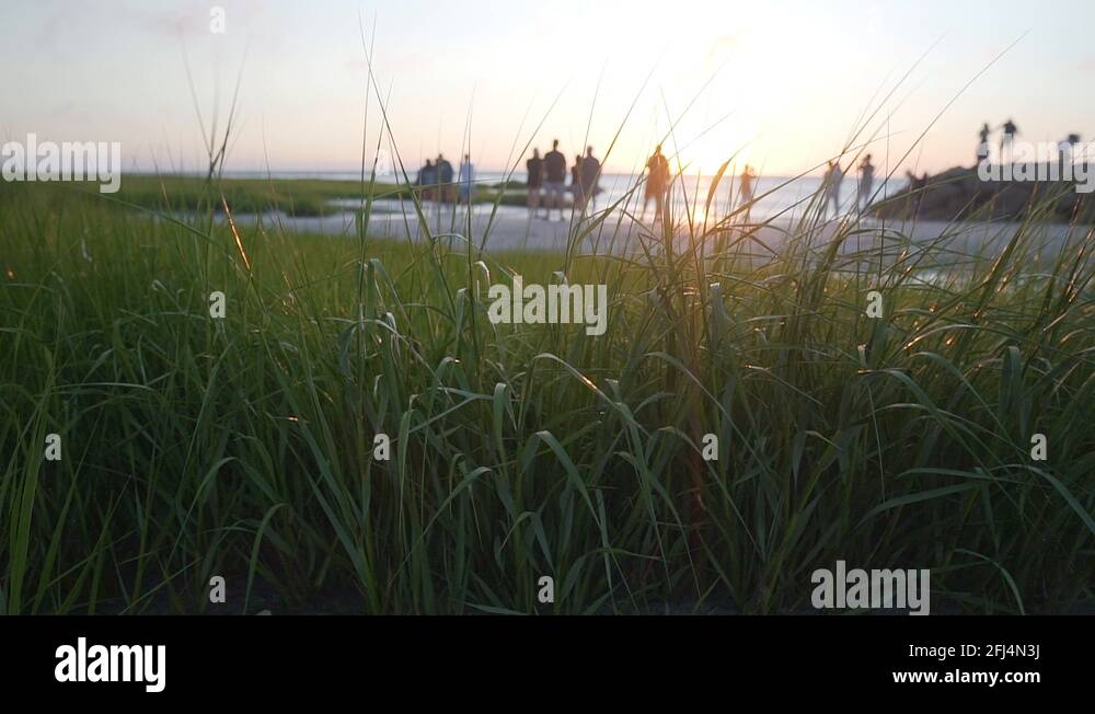 Cape cod sea grass Stock Videos & Footage - HD and 4K Video Clips - Alamy