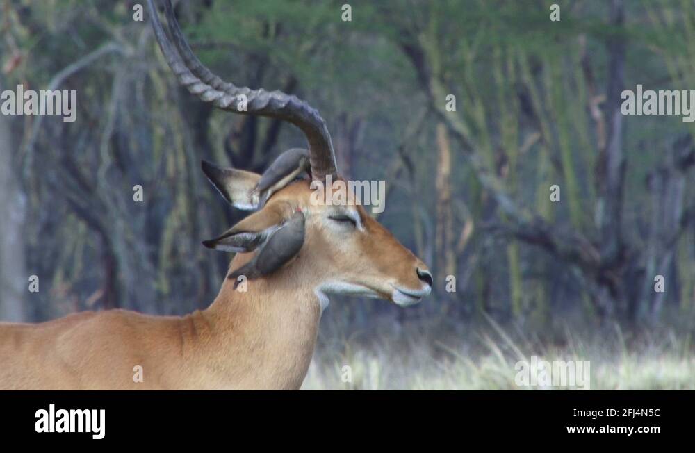 Evil bird Stock Videos & Footage - HD and 4K Video Clips - Alamy