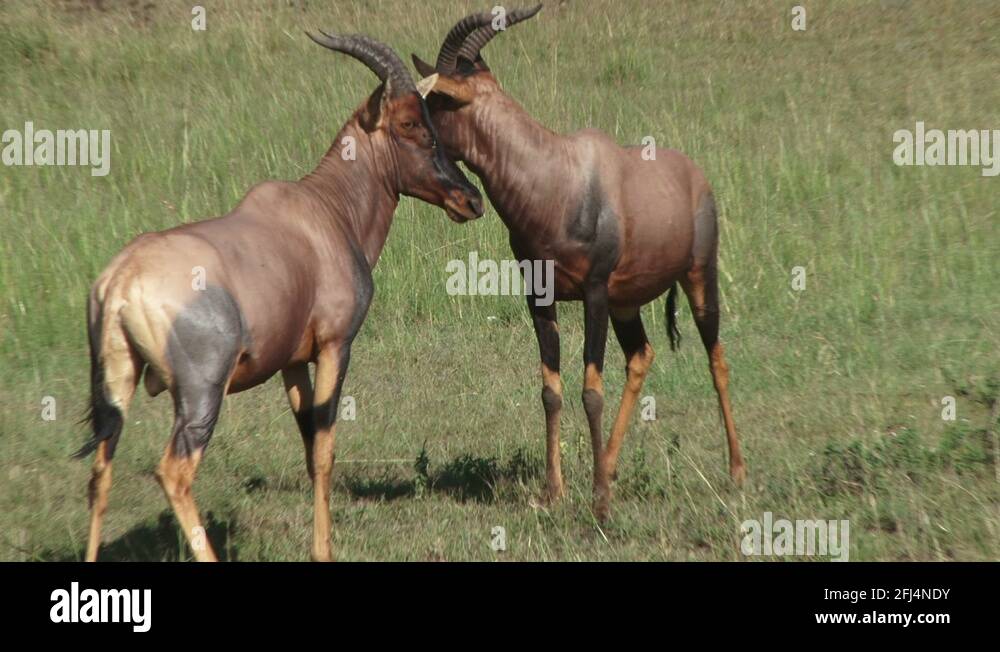 Fighting antelopes Stock Videos & Footage - HD and 4K Video Clips - Alamy