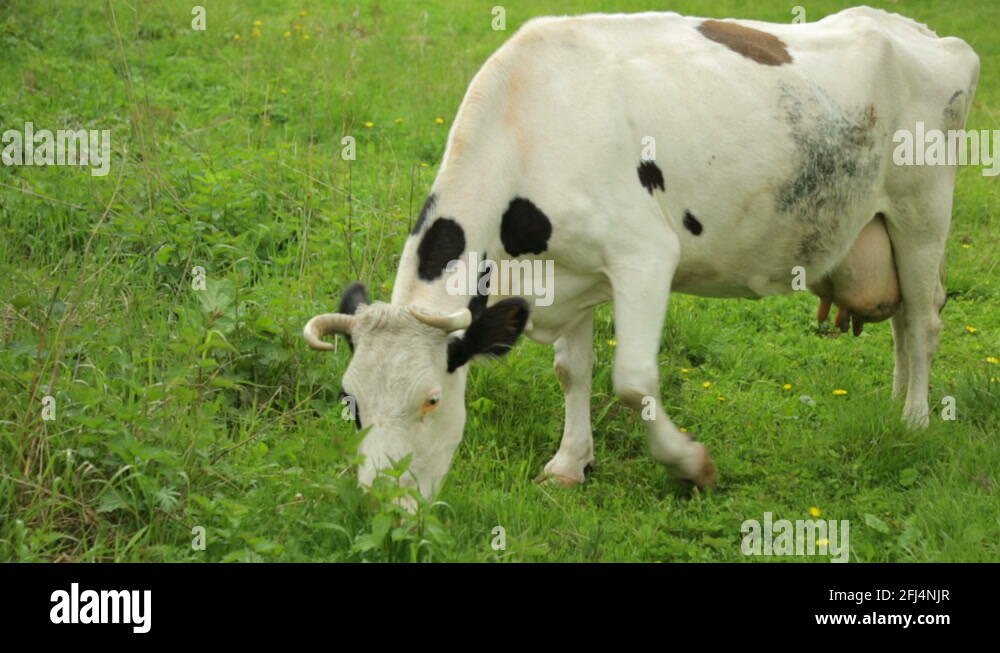 Masticate Stock Videos & Footage - HD and 4K Video Clips - Alamy