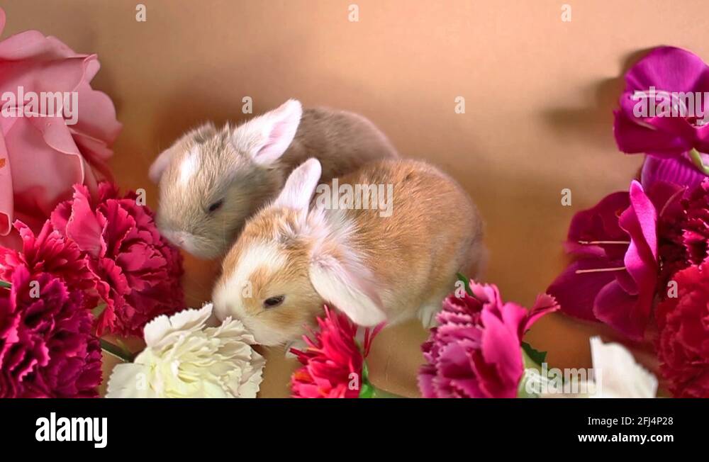 Rabbit flower Stock Videos & Footage - HD and 4K Video Clips - Alamy