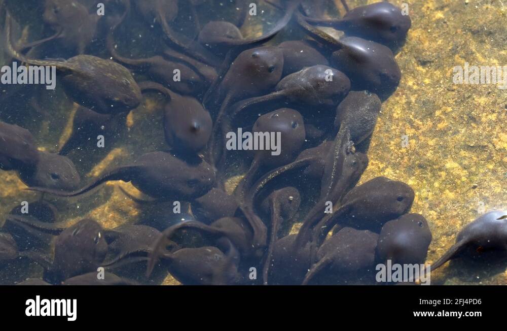 Toad life cycle Stock Videos & Footage - HD and 4K Video Clips - Alamy