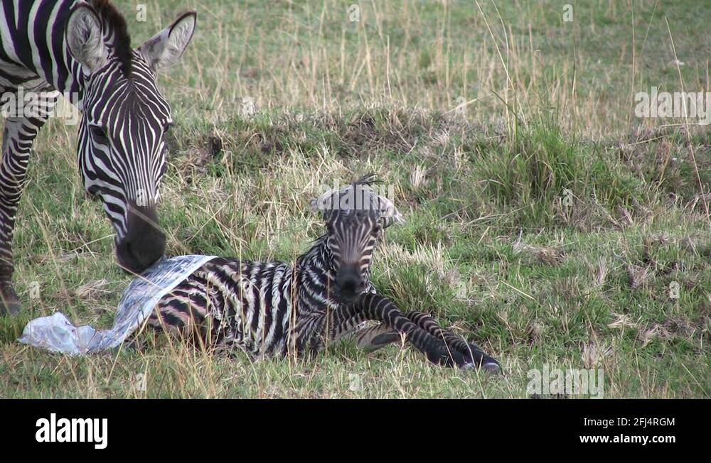 Zebra stands Stock Videos & Footage - HD and 4K Video Clips - Alamy