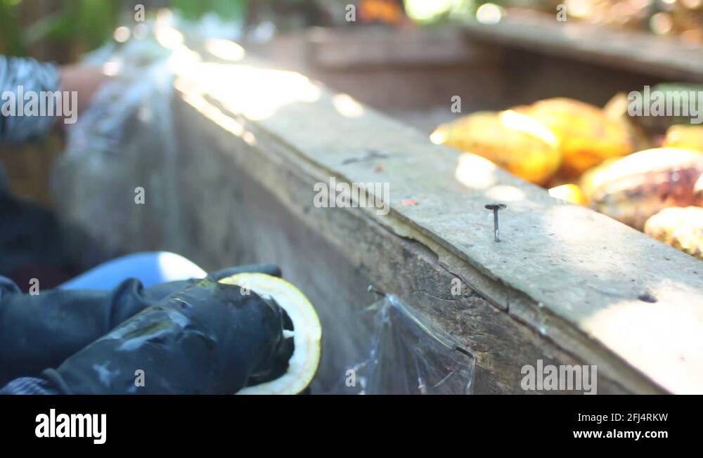 Opening seed pods Stock Videos & Footage - HD and 4K Video Clips - Alamy