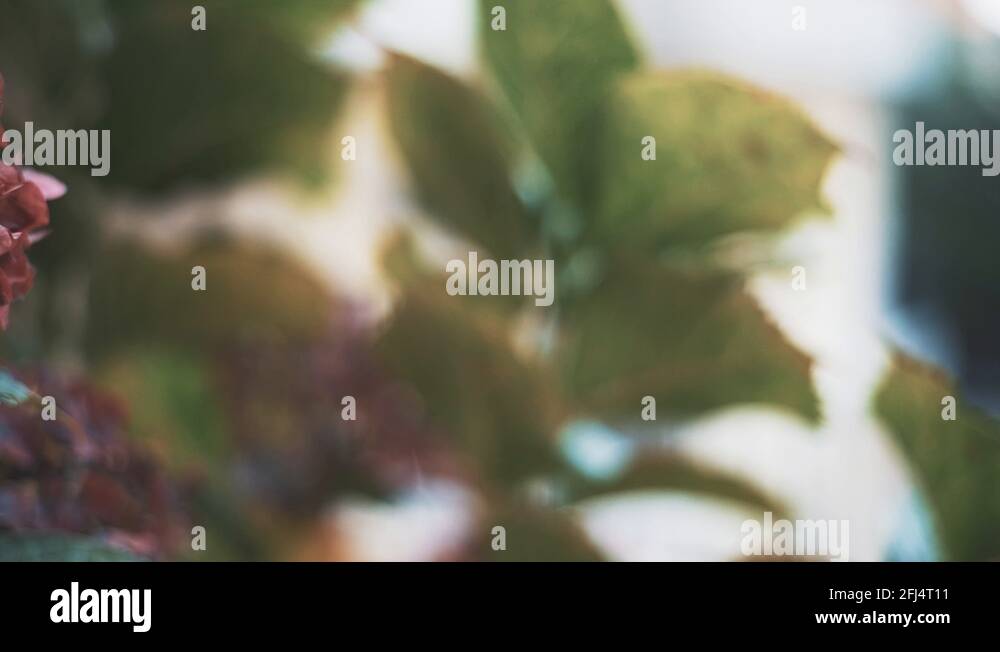 Michael flowers Stock Videos & Footage - HD and 4K Video Clips - Alamy