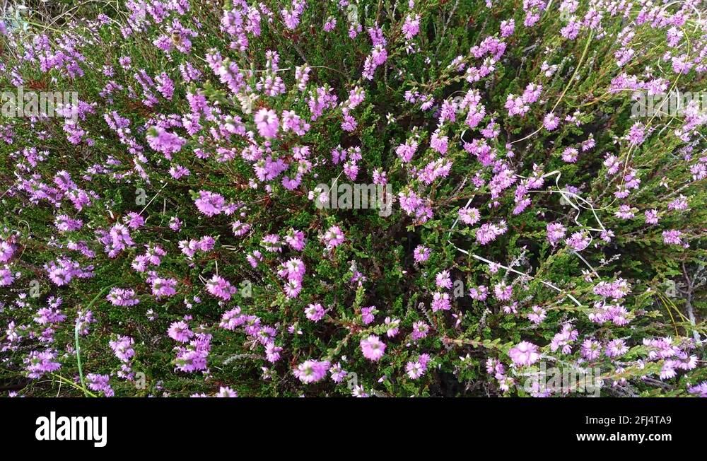 Heather main Stock Videos & Footage - HD and 4K Video Clips - Alamy