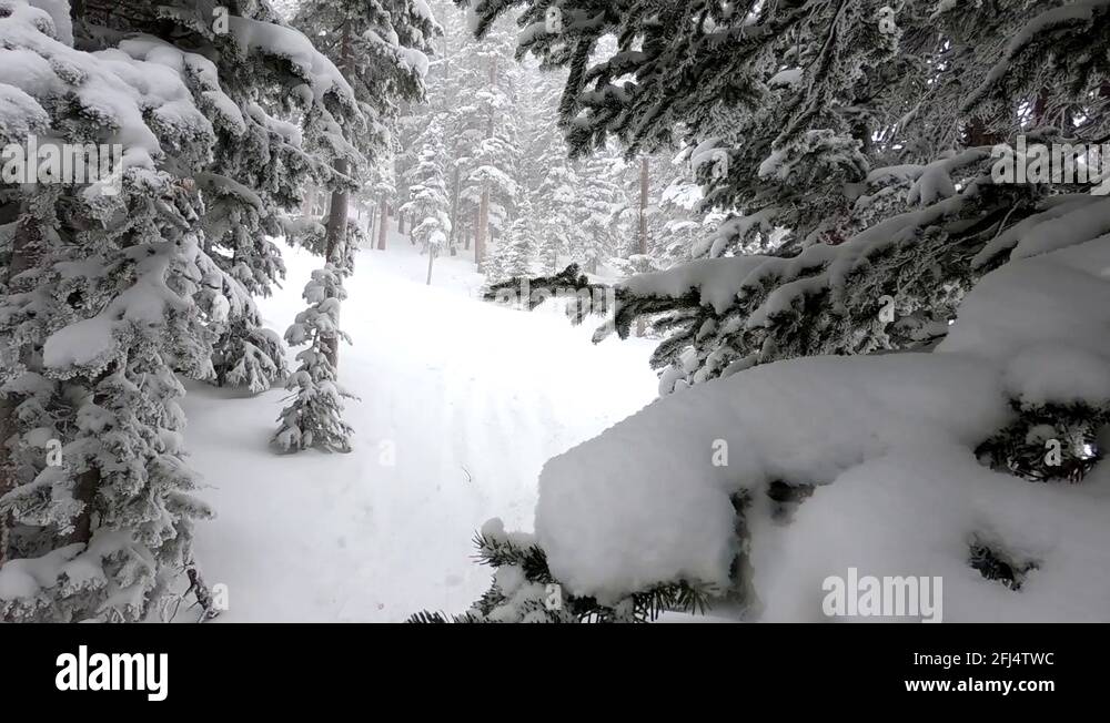 Colorado forest Stock Videos & Footage - HD and 4K Video Clips - Alamy