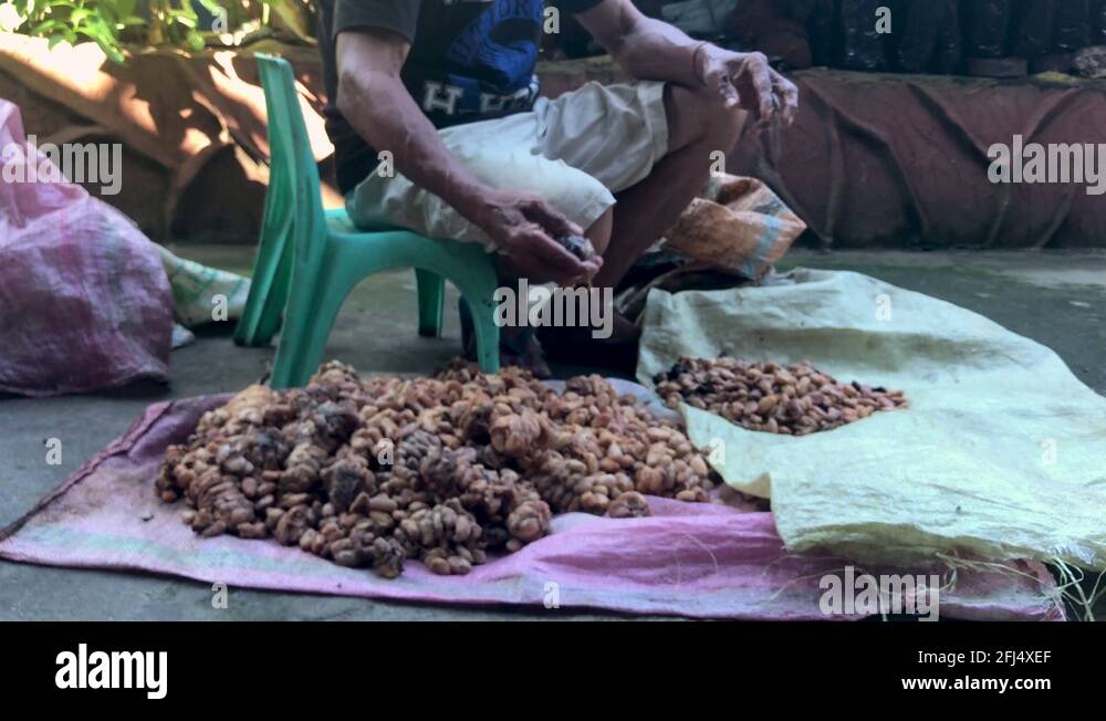 Cleaning the Cocoa Beans for drying process (part5 Stock Video Footage ...