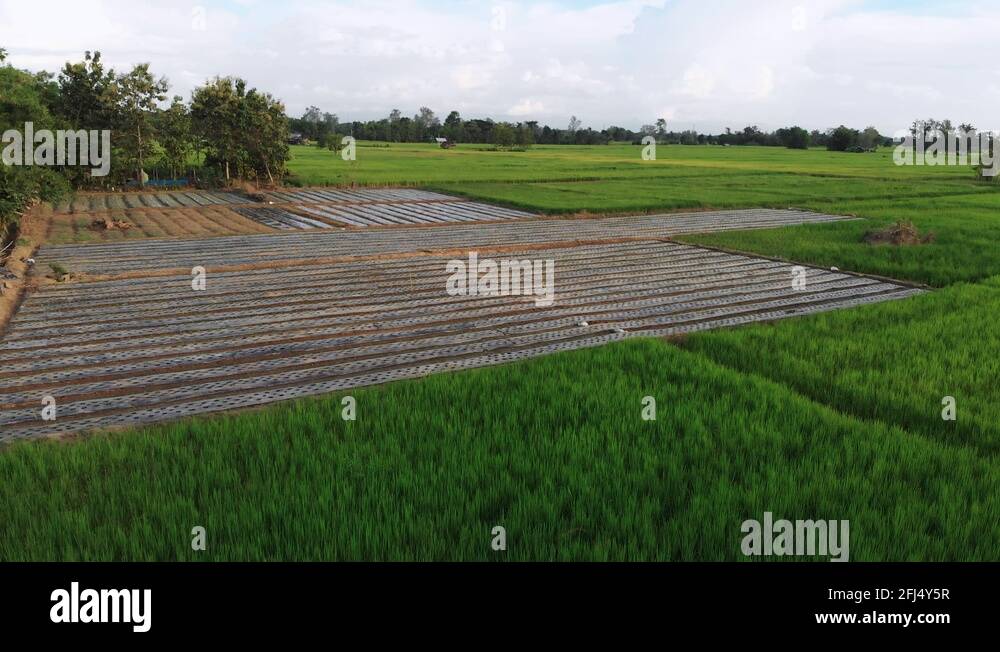 Small cereal farm crop Stock Videos & Footage - HD and 4K Video Clips ...