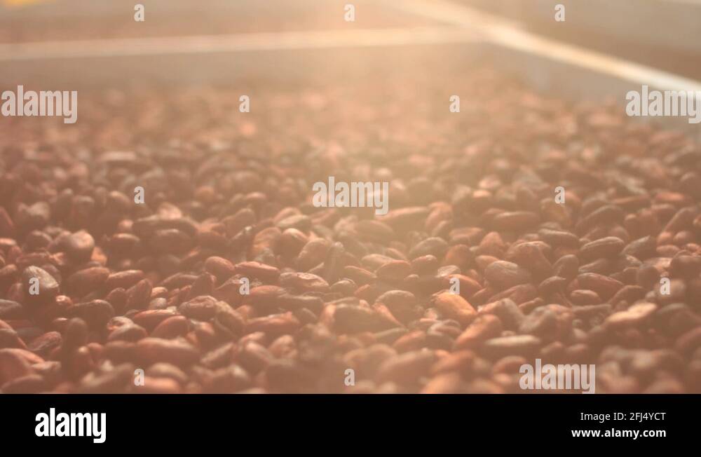 Cacao processing Stock Videos & Footage - HD and 4K Video Clips - Alamy